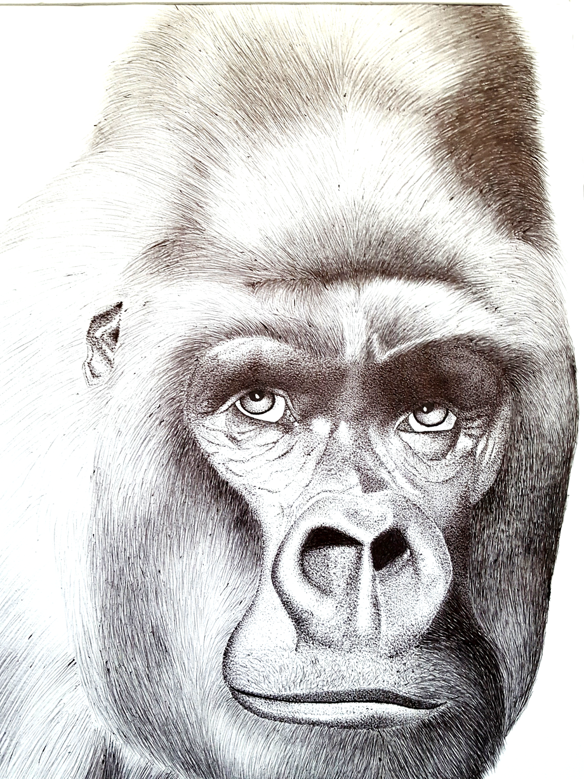 MB Canvas Design: Pen and Ink Series: Drawing Fur