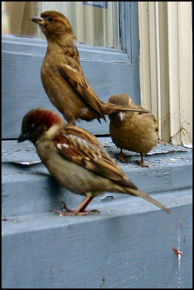 Thank You For Flying Air Atwell: If I EVER See Three Little Birds On My ...