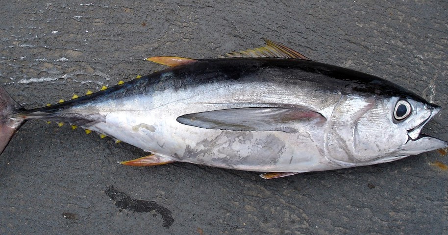 Encyclopedia of Trivia: Tuna