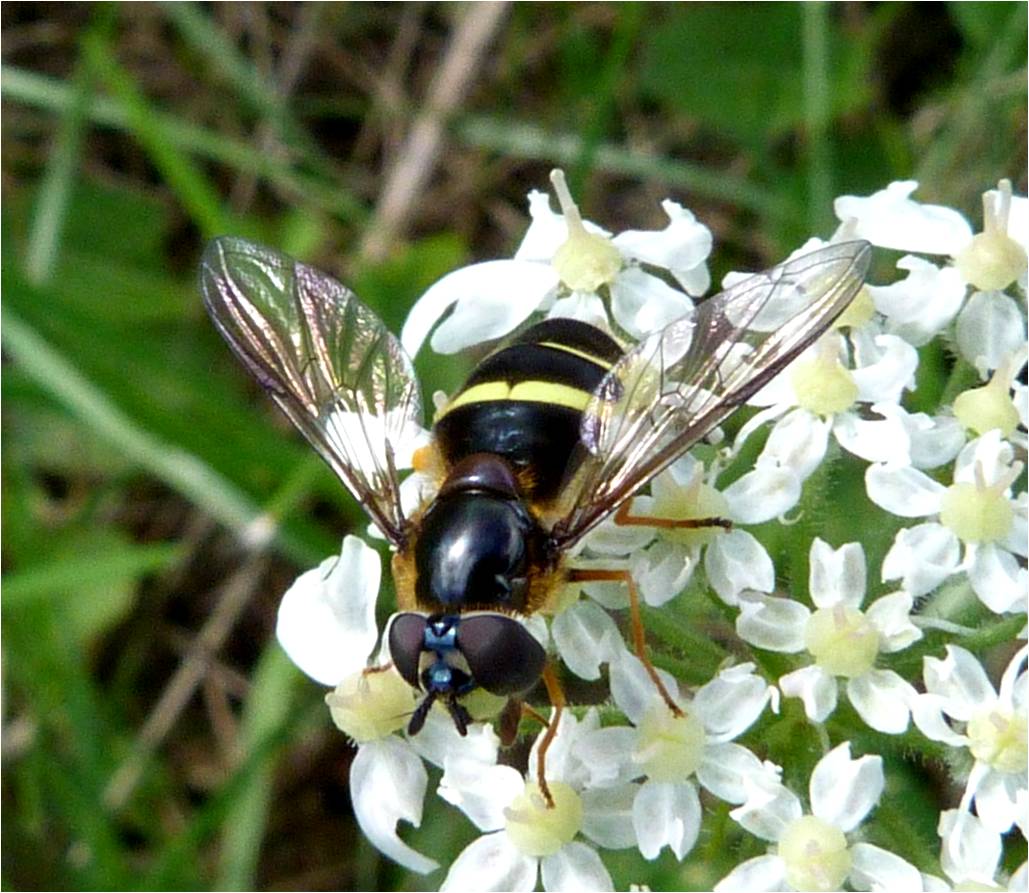 Insects of Scotland: Hoverflies