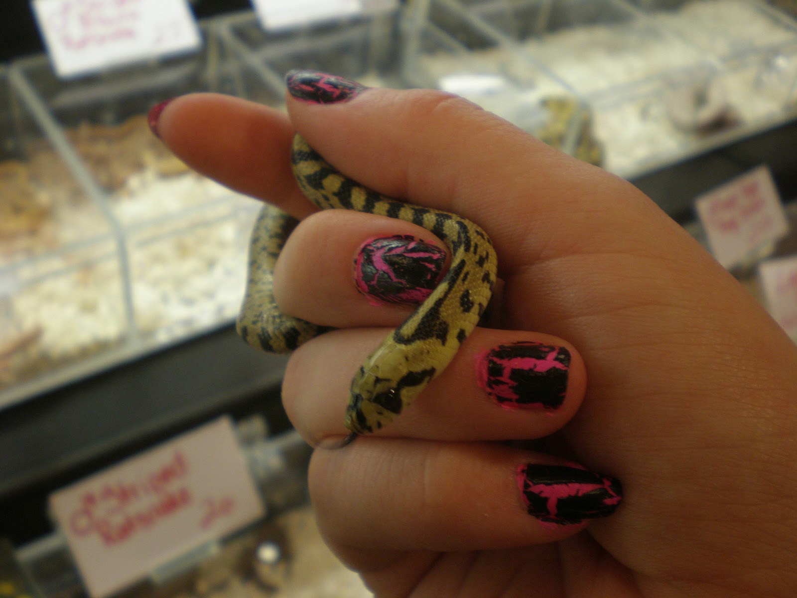 And I Think to Myself...What A Wonderful World.: NARBC Oct 8 2011 Coverage.