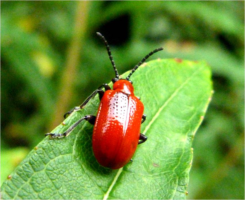 Insects of Scotland: Other Beetles