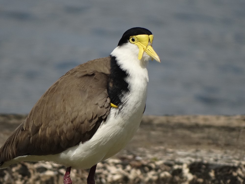 Snap Happy Birding: Masked Lapwing Plover