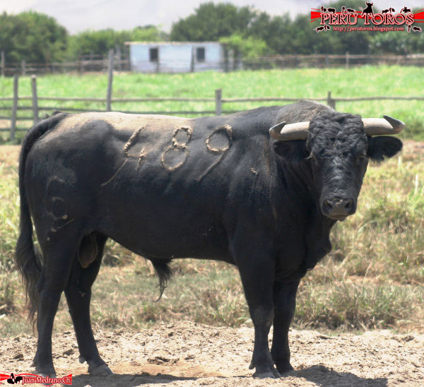 PERÚ TOROS: EN PUQUIO, VUELVE DAVID GIL, JUNTO A CUBAS Y ROCA REY, ANTE ...