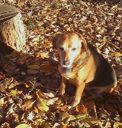 Barbara Barth "Writer With Dogs": Author Constance Walker and Jake's Story