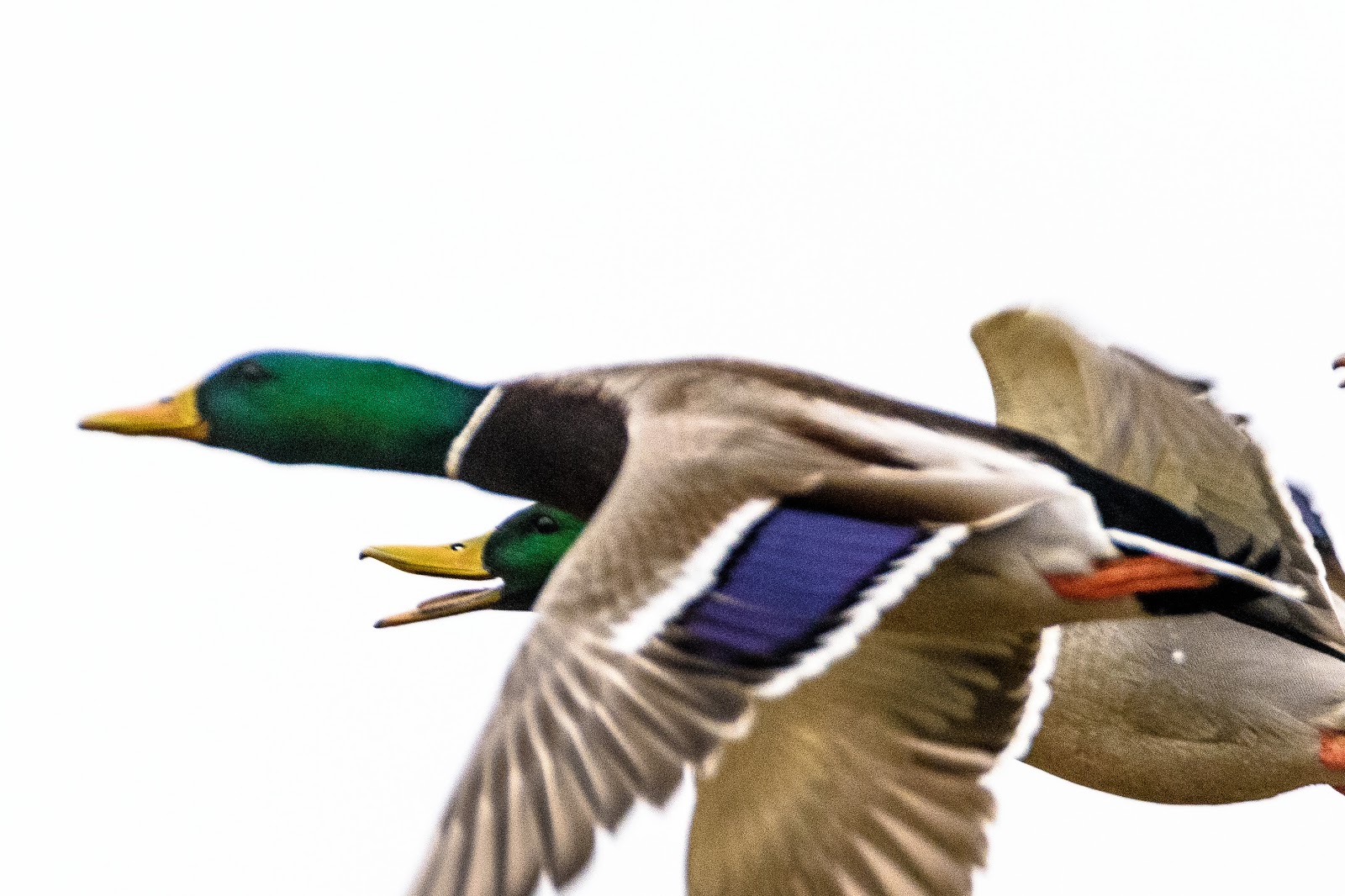 Claes`s Photo blog: high key birds inflight