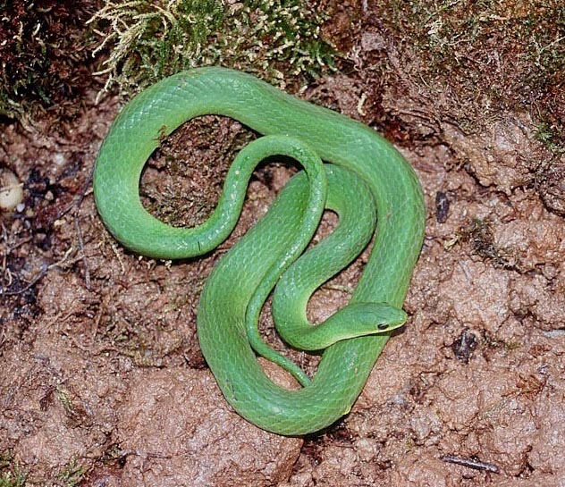 Smooth Green Snake Population and Distribution Species ~ planetanimalzone