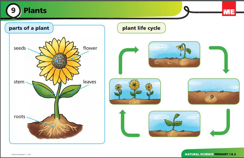 NATURAL AND SOCIAL SCIENCES (1º/2º): DISCOVER PLANTS