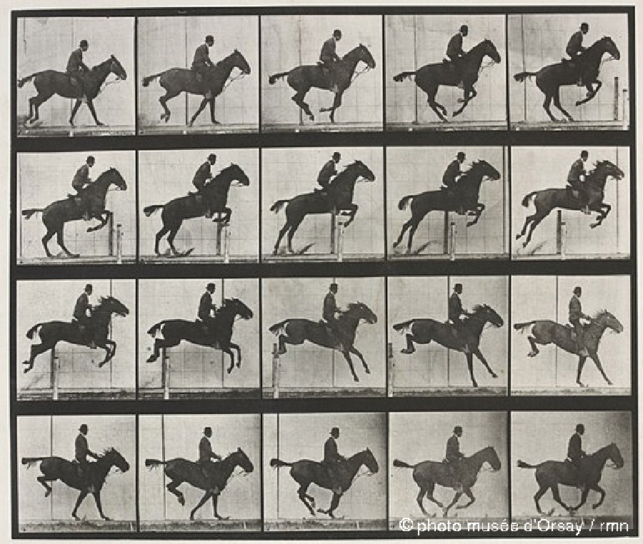 El efecto Muybridge: Animals in motion