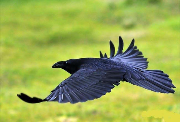 Methow Conservancy: Corvid Course - Class #3 The Biology, Behavior and ...