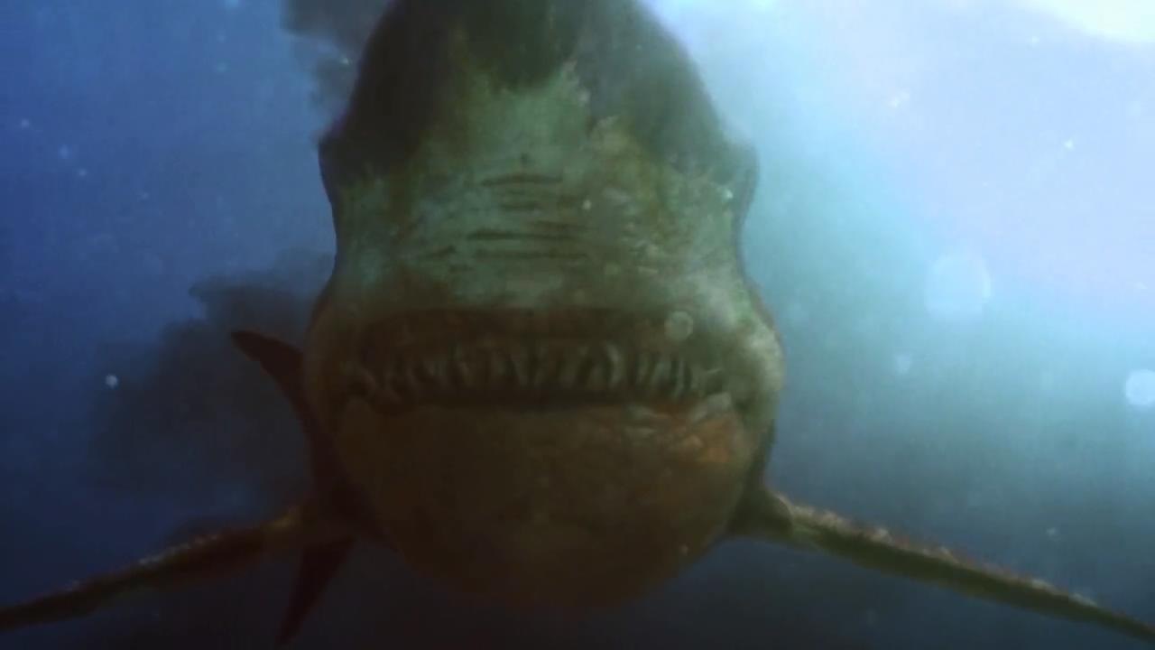 Toxic Shark (2017) by Cole Sharpe