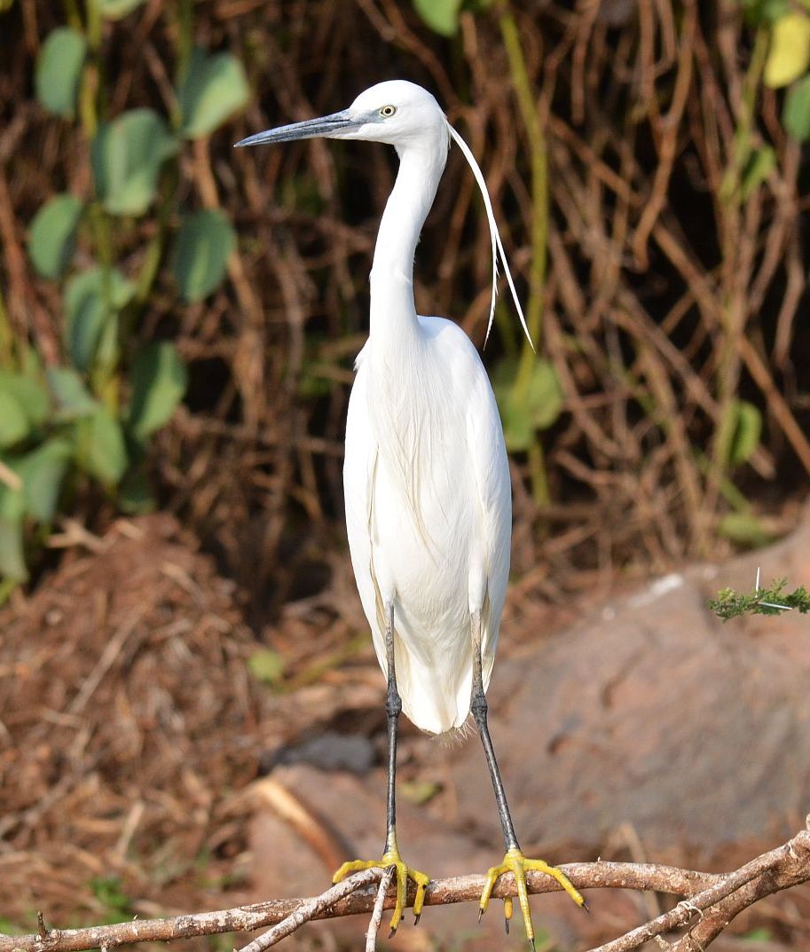 Elsen Karstad's 'Pic-A-Day Kenya': Lesser Egret- Lake Baringo, Kenya