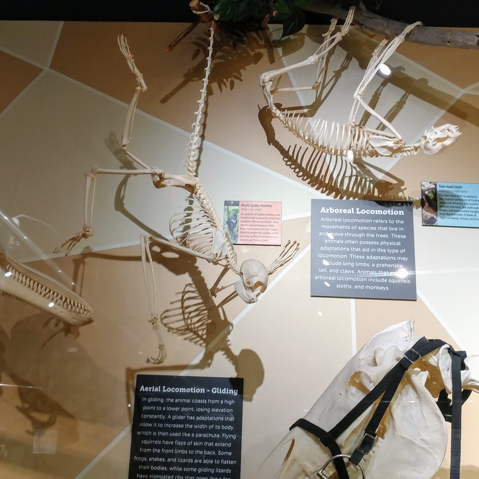 Ben's Journal: Good to the Bone: Orlando's Museum of Osteology