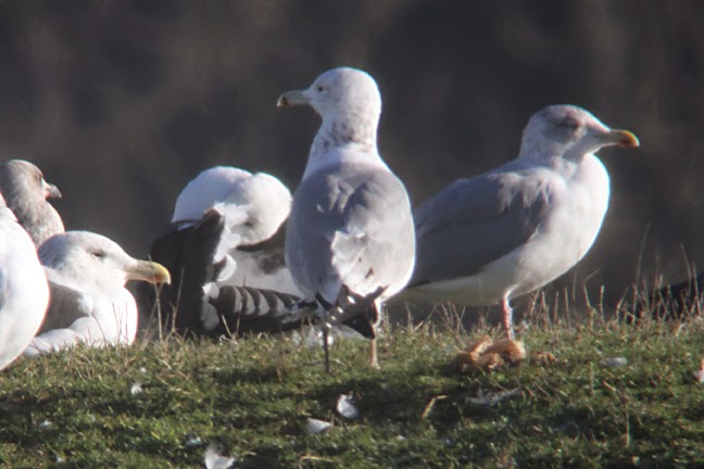 Bag a Wild One: Caspian Gull Extravaganza