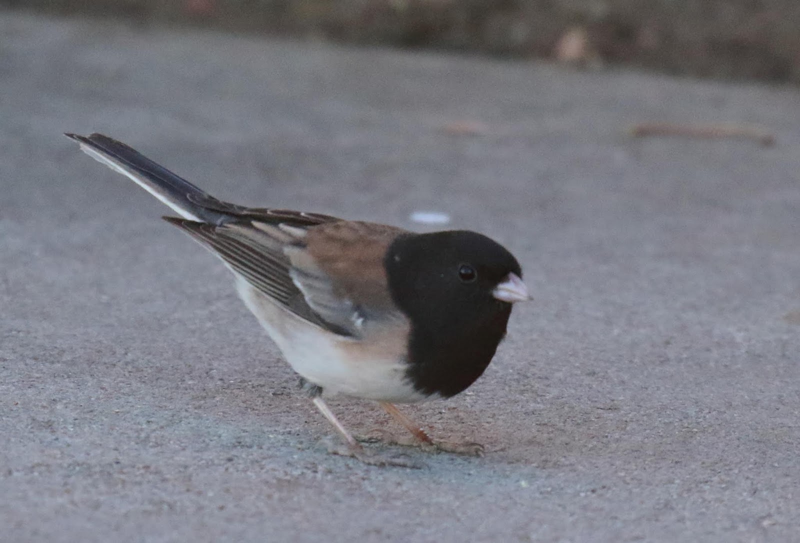 ID: Oregon and Slate-colored forms of Dark-eyed Juncos at Lake Cuyamaca ...