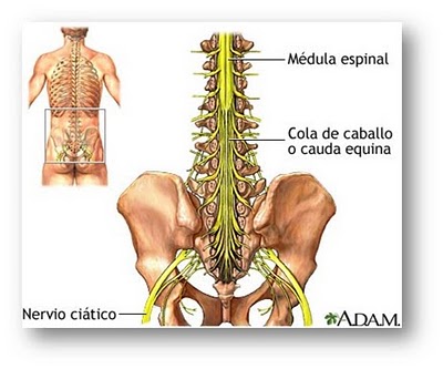 Sistema Nervioso: El Sistema Nervioso Central