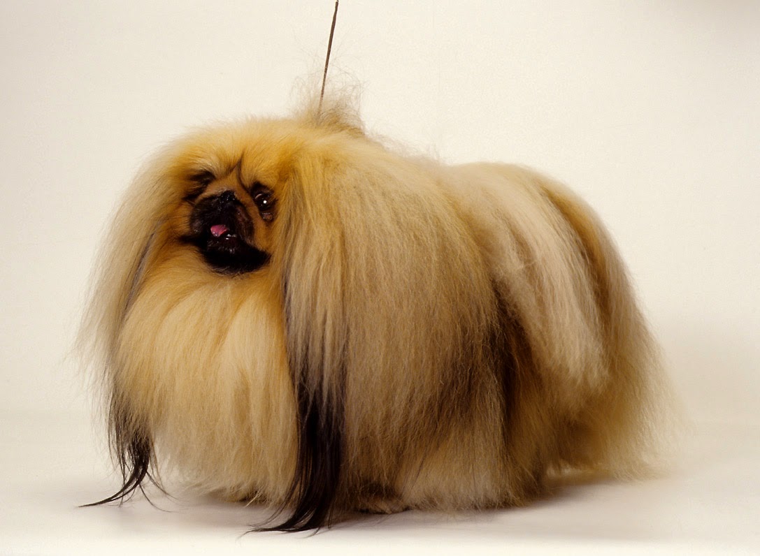 Everything about your Pekingese - Luv My Dogs