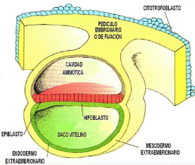 HISTO-EMBRIOLOGIA: ¿QUÉ ES EMBRIOLOGÍA?