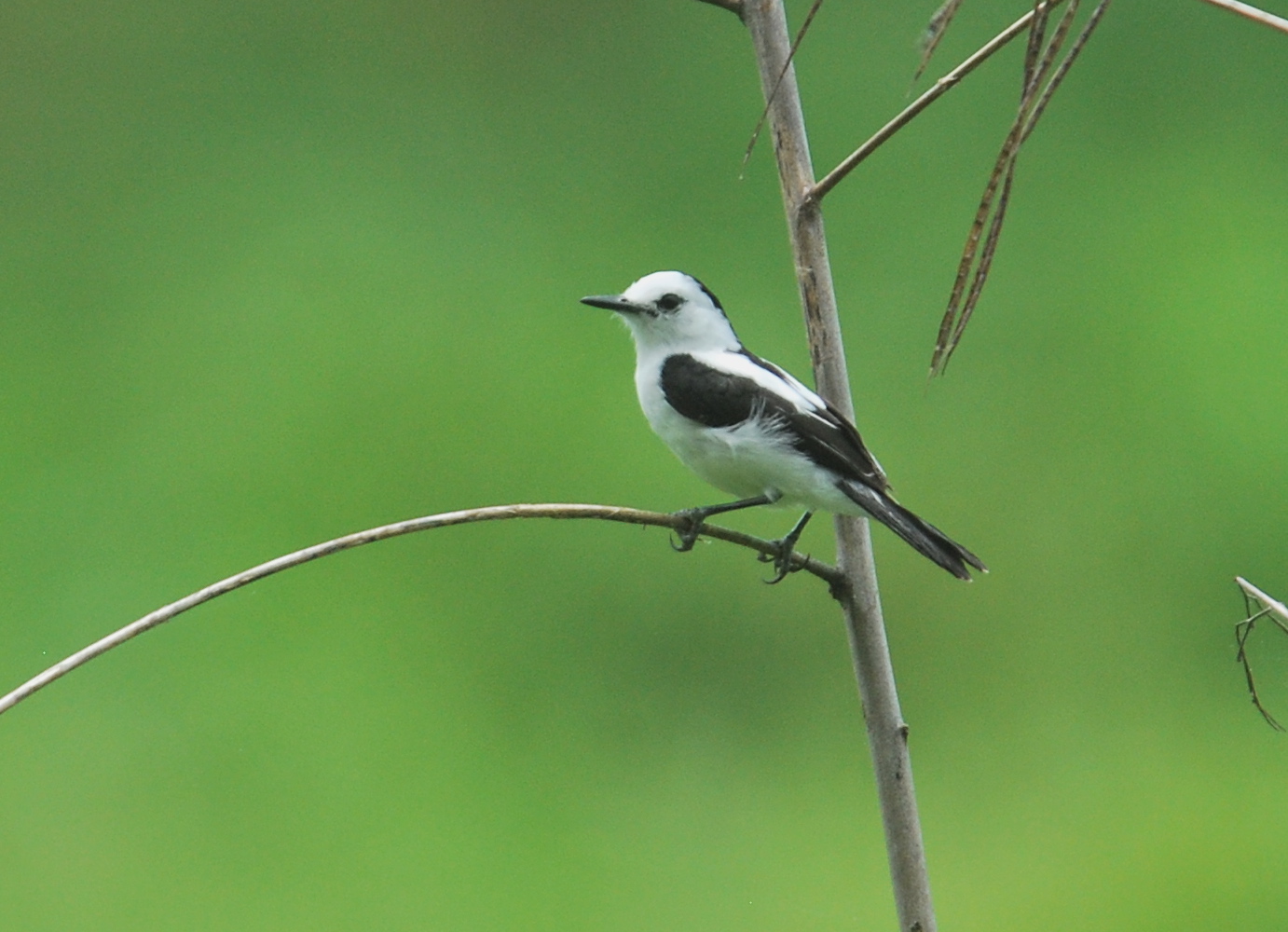 Jan Axel's Blog: In search of THE heron. Part I