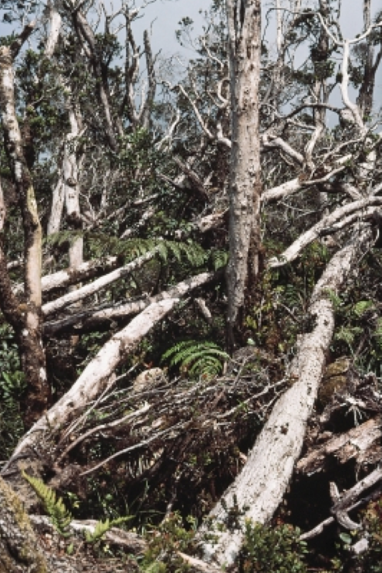 The Tropical Dry Forests of Hawaii: Current Human Impacts (Q4)