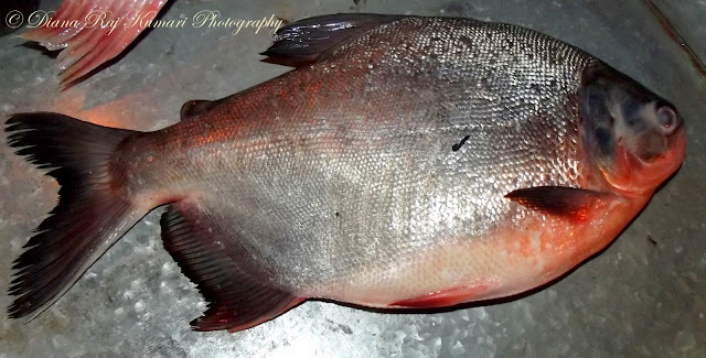 Diana Raj Kumari Photography: Pengba Manbi or Piranha??