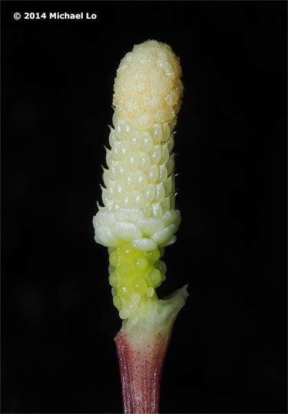 The rainforests of Borneo & Southeast Asia: Bucephalandra akantha from ...