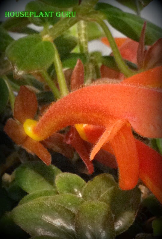 Houseplant Guru: Dancing Dolphins