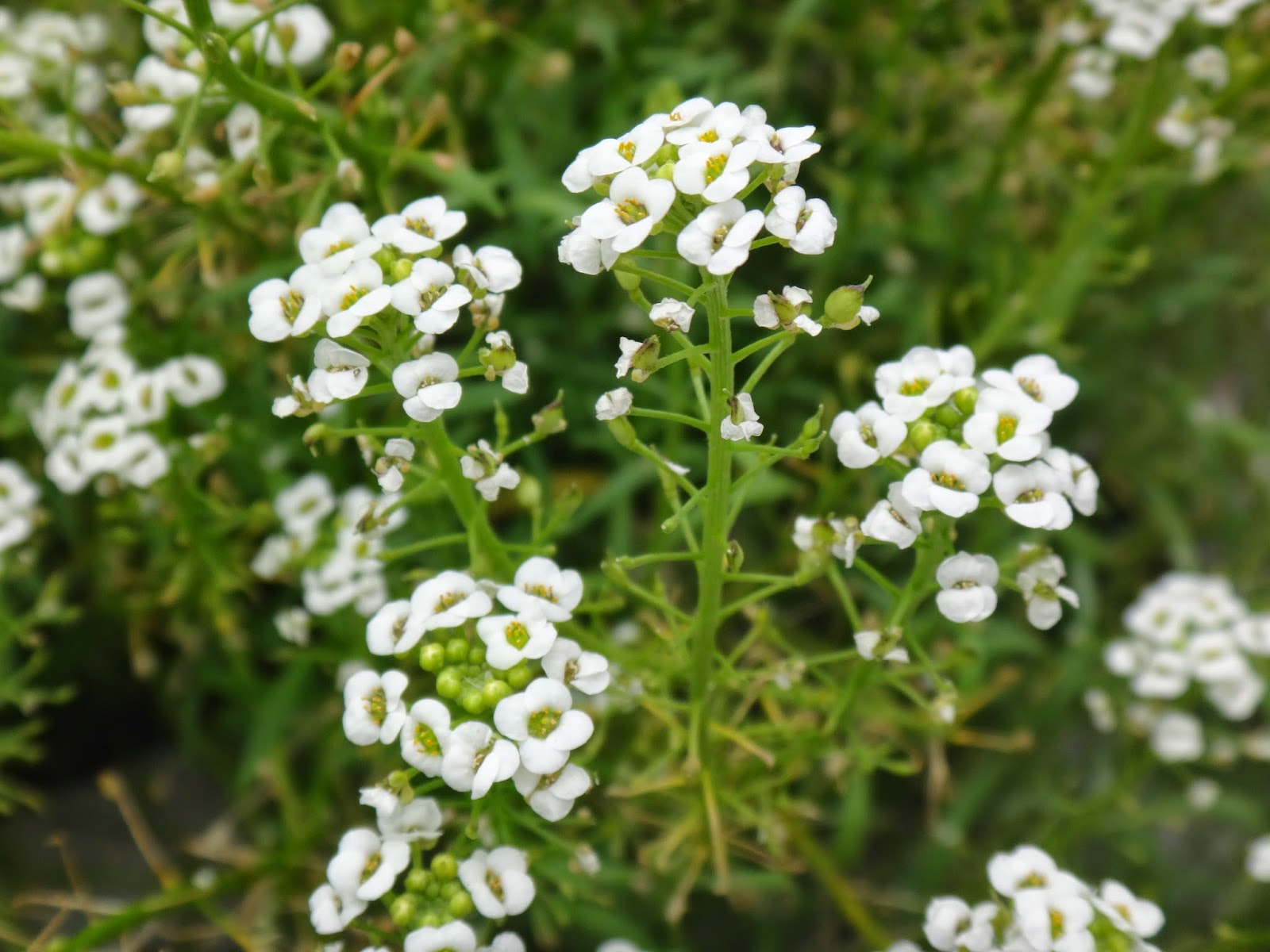 Uma flor por dia: Alisso