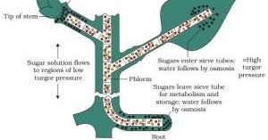 PlantSciences: Pressure flow or mass flow hypothesis