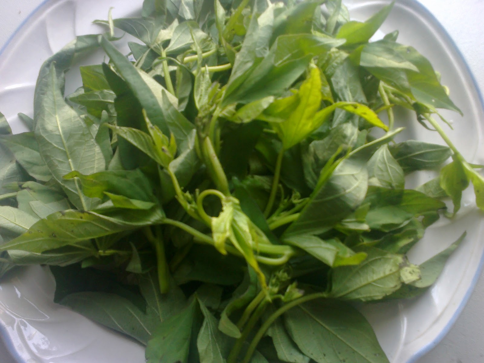 dalikan: Organic Food: Vegetable Sauté - Camote (Sweet Potato) Tops