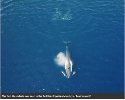 The blue whale in the red sea