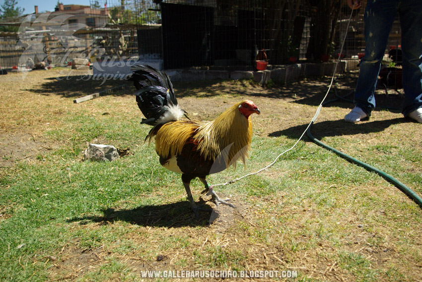 Gallera El Ruso, El Chiro: Giro Hatch