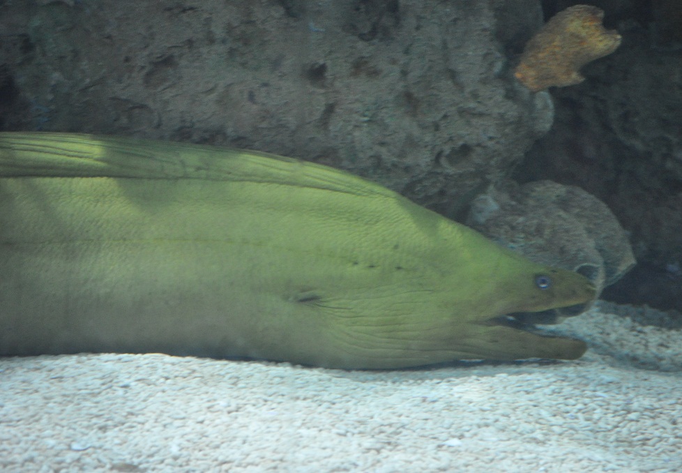 ZOOTOGRAFIANDO (6.100 ANIMALS): MORENA VERDE / GREEN MORAY (Gymnothorax ...
