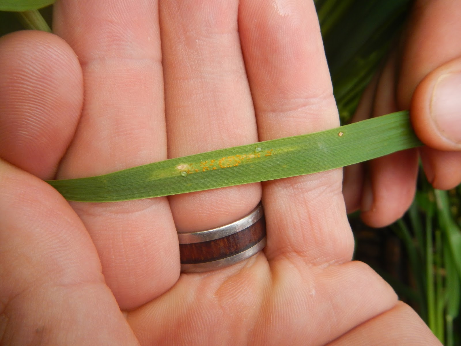 Grain Crops Update: Be on the Lookout for Wheat Rust Diseases