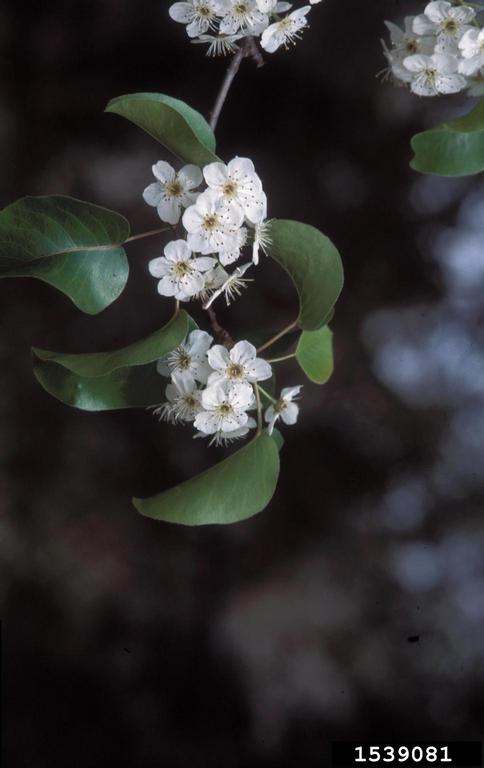 Using Georgia Native Plants: White Blooming Roadside Trees