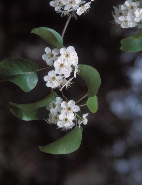 White Flowering Trees