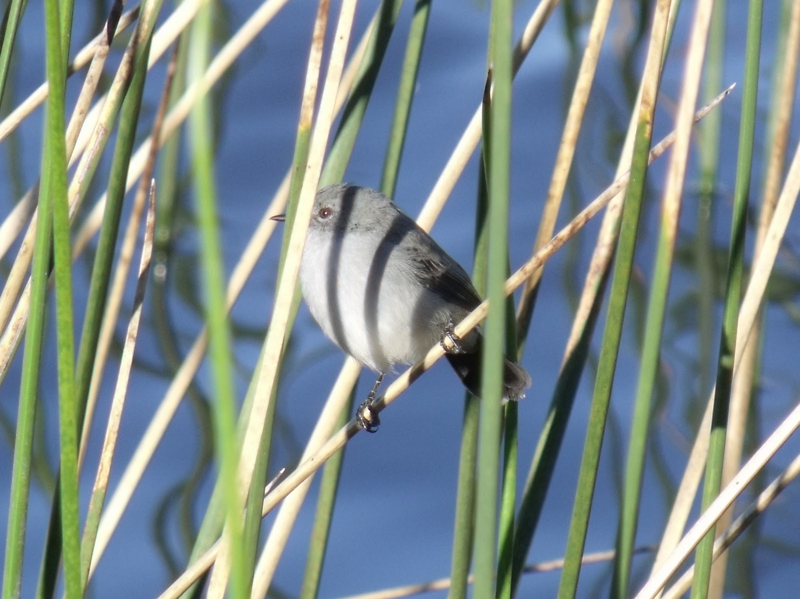 NATURALEZA Y CULTURA: Piojito Gris
