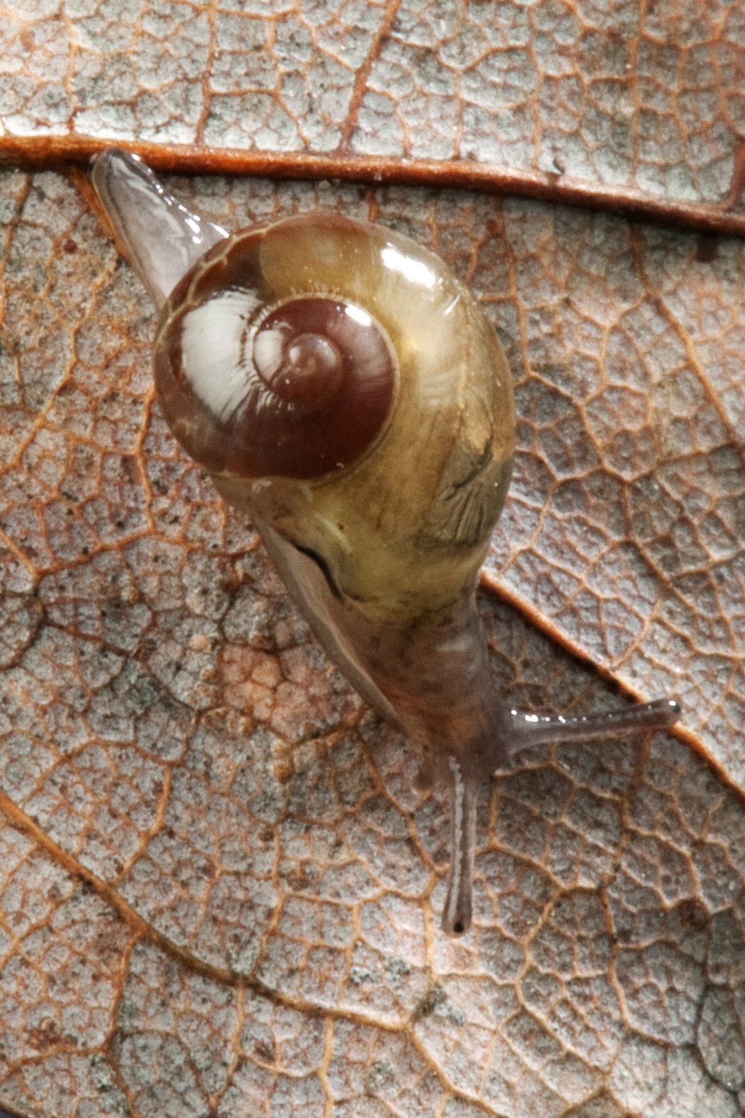 Land Snails and Slugs of Pennsylvania and New York: Vitrina angelicae ...