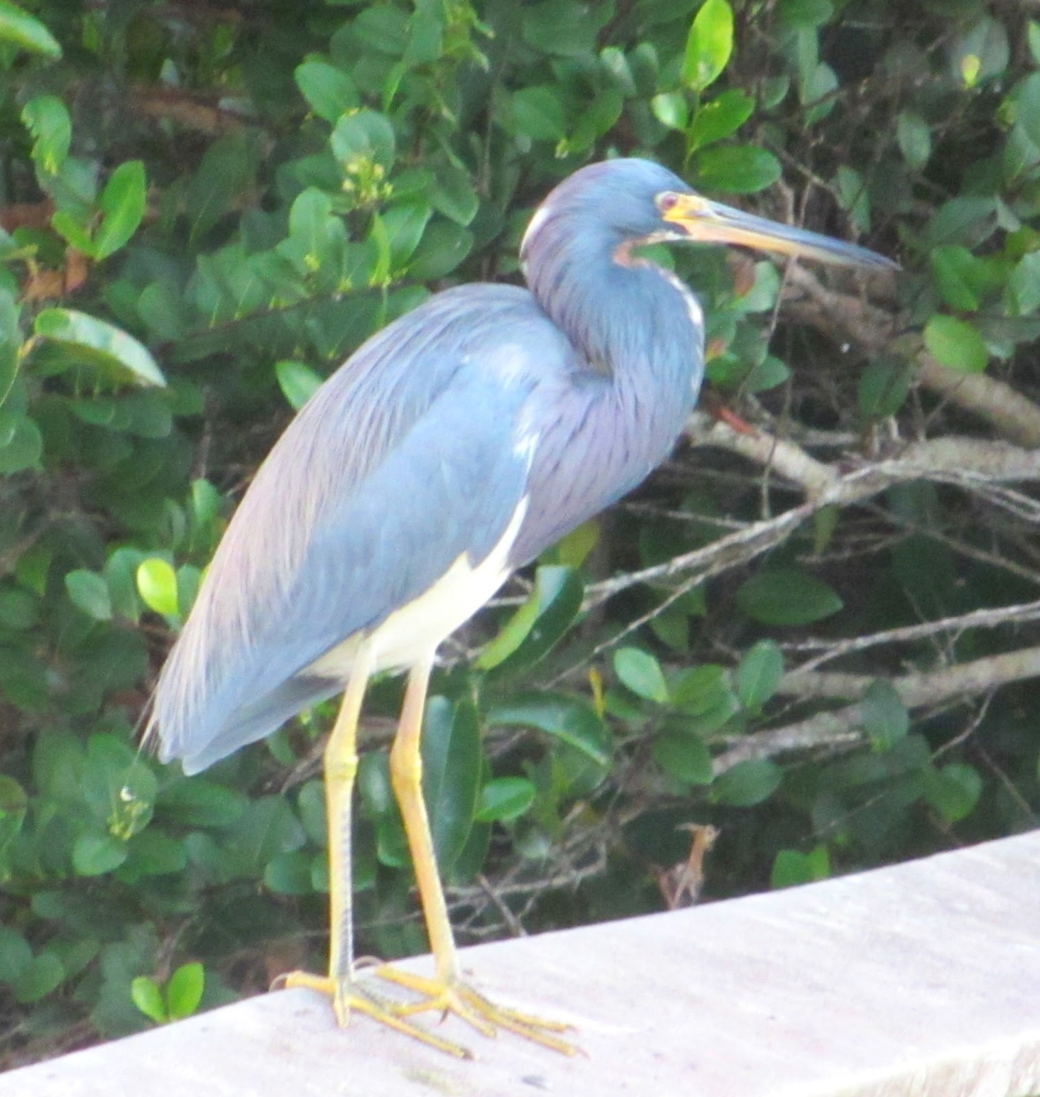 Cannundrums: Tricolored Heron