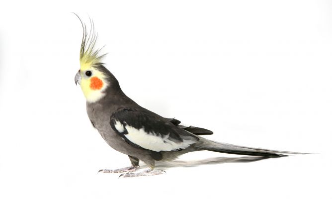 PescAves Tienda de Pesca y Aves