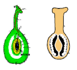 INTRODUCTION TO FLOWER STRUCTURE
