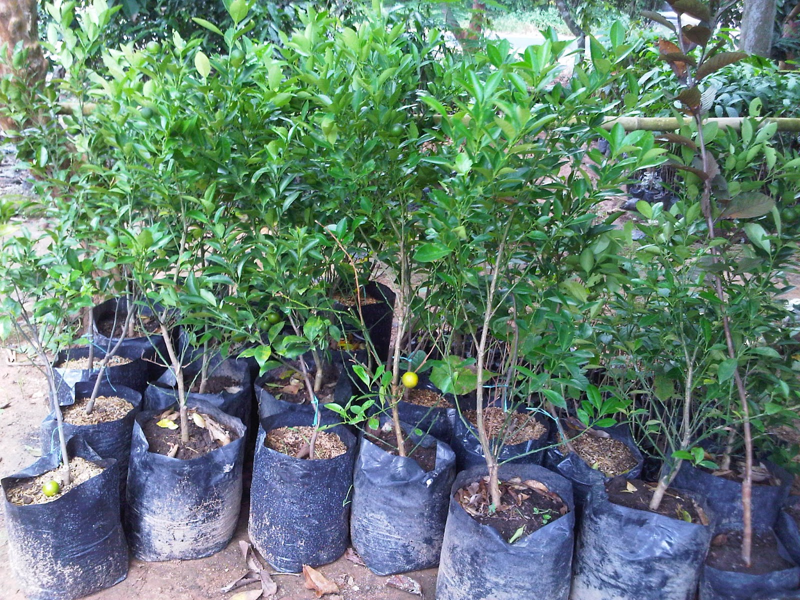 Bibit Tanaman Kehutanan, Perkebunan dan Pertanian