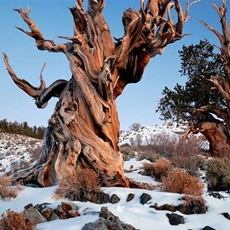 Green Flows: What are the Top 10 Most Famous Trees in the World?