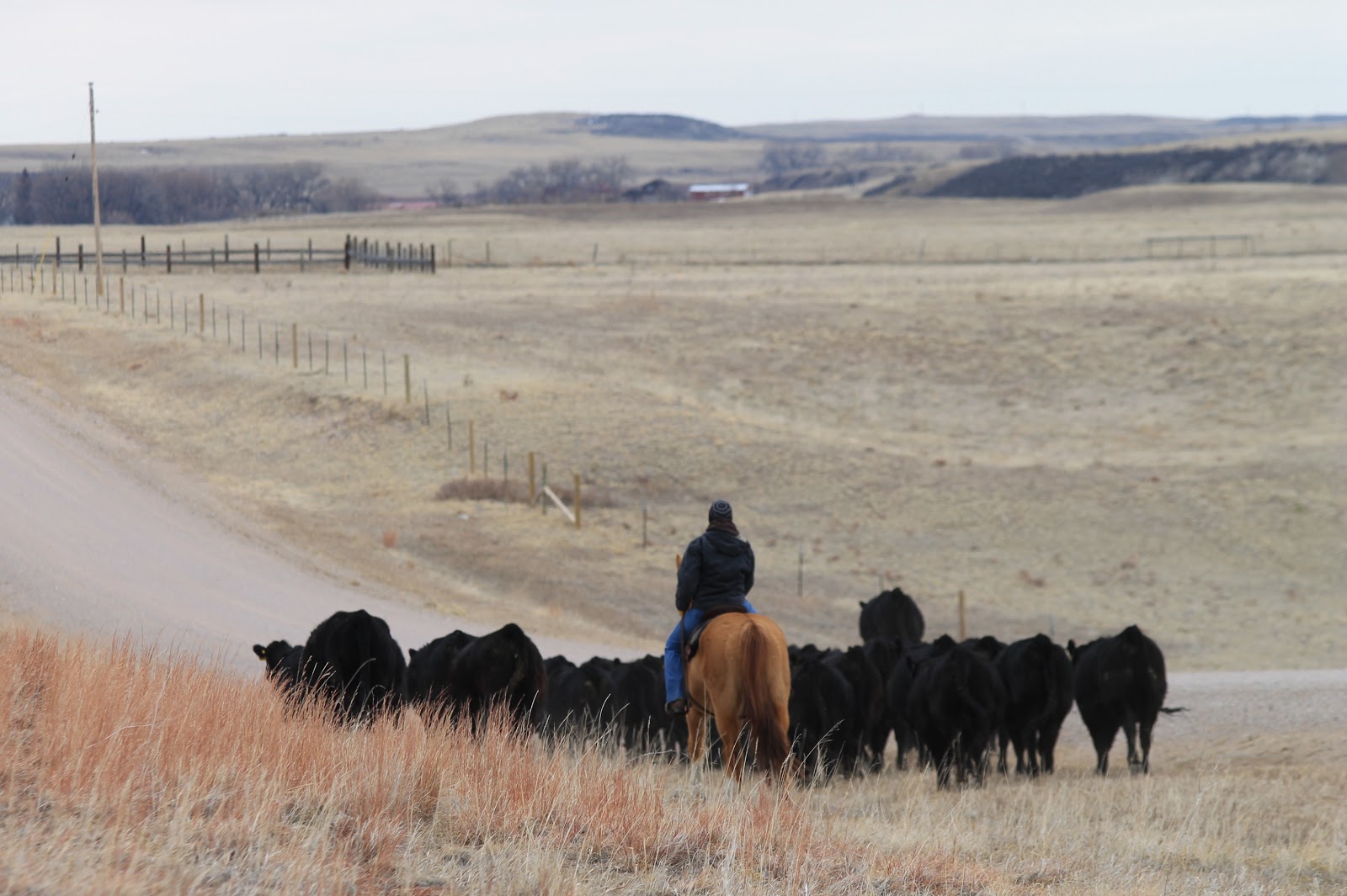 Pushing Cattle. - A Ranch Mom
