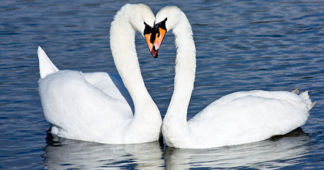 Swan Bird _ हंस पक्षी ~ Education