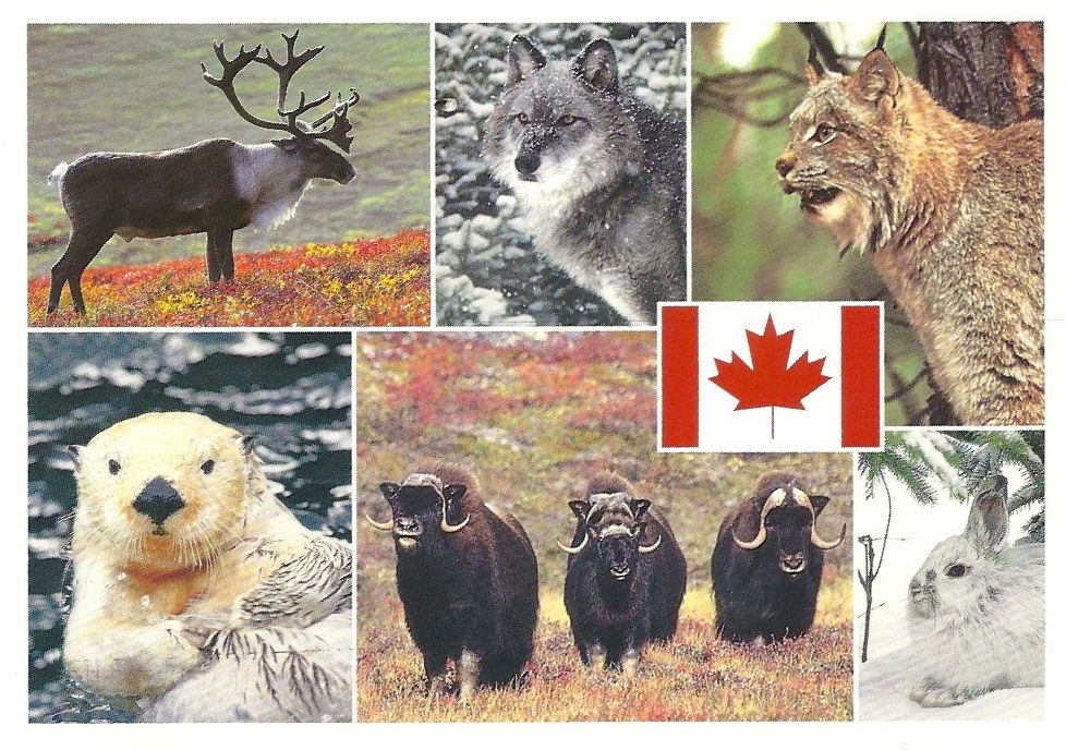 My Favorite Animal Postcards: Canadian Animals: Caribou, Wolf, Lynx ...