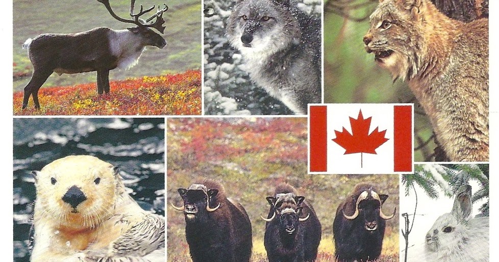 Canadian Wildlife Collage