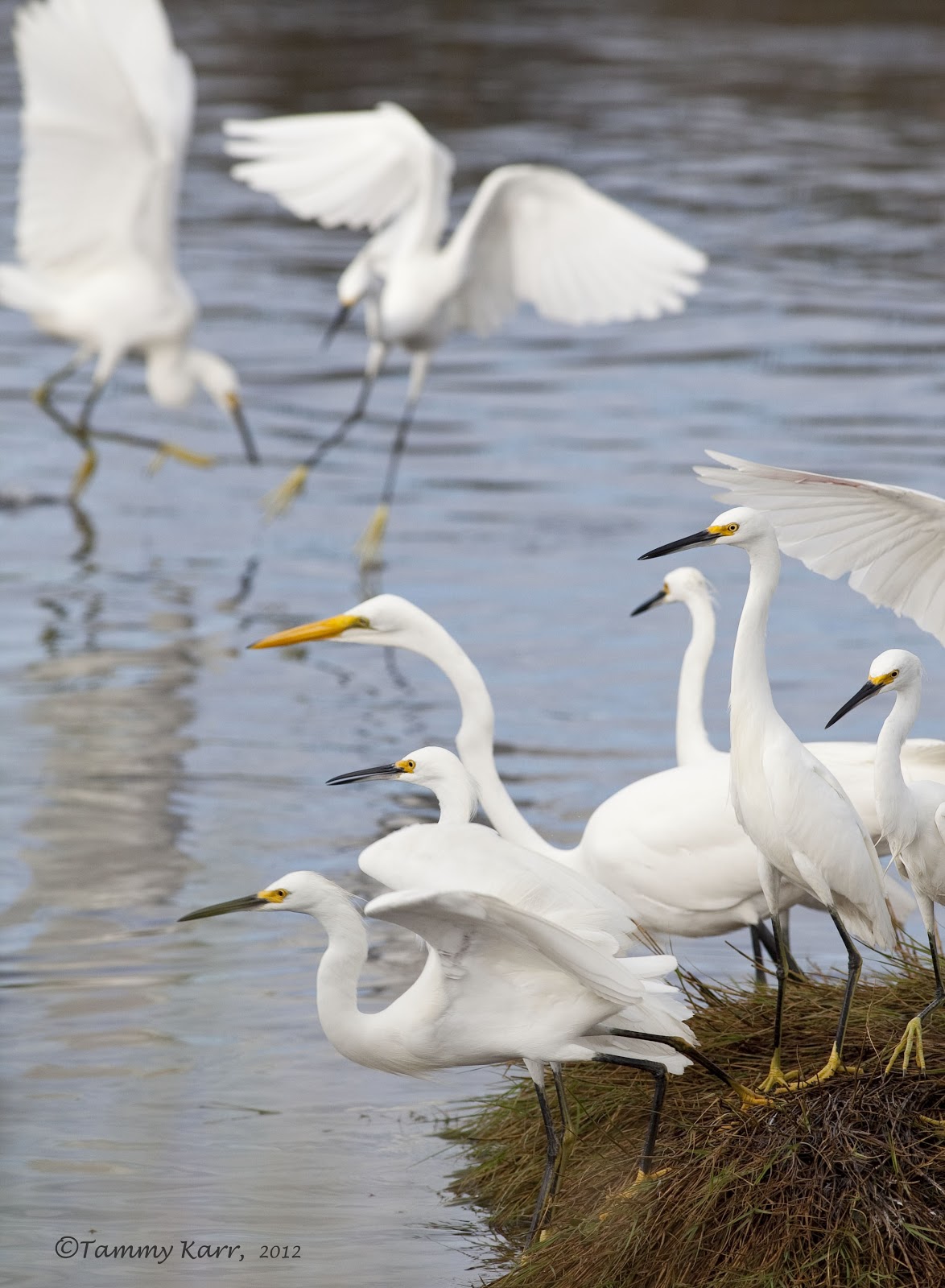 i heart florida birds: Snow White Birds