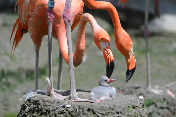 FLAMINGO FACTS |The Garden of Eaden