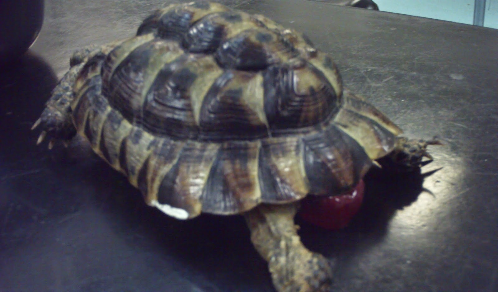 VeteriSilvia: Cloacal prolapse in a tortoise/prolapso cloacal en una ...